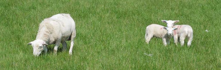 Easy Care sheep | The Maternal Sheep Group