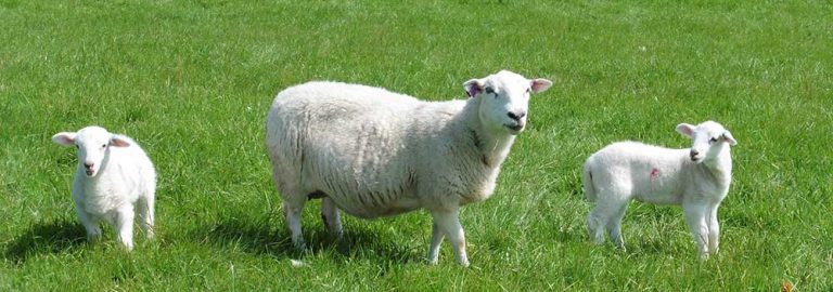 Easy Care sheep | The Maternal Sheep Group