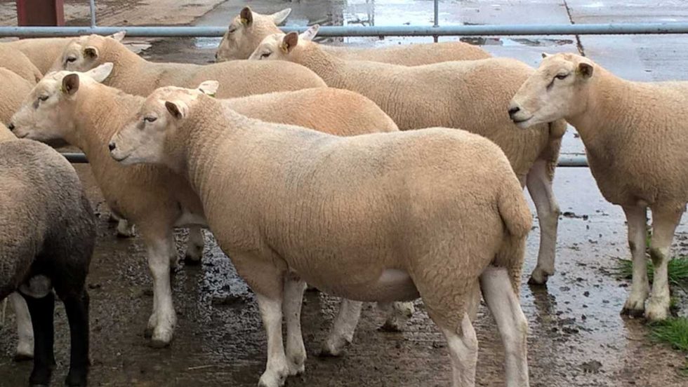 Lleyn sheep | The Maternal Sheep Group